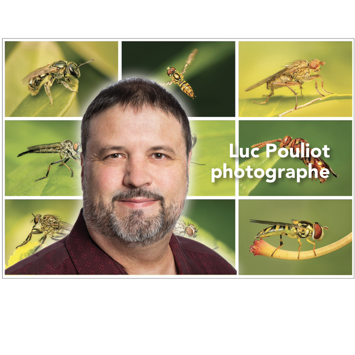 Luc Pouliot, photographe : la splendeur méconnue des insectes | Journal ...